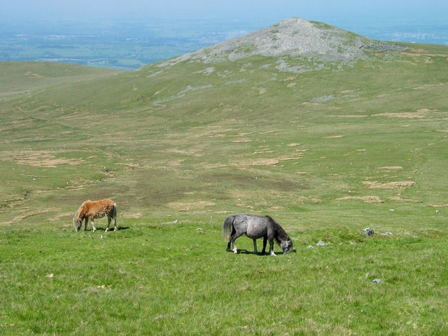 Social relationships affect make-up of gut bacteria in horses, findings ...